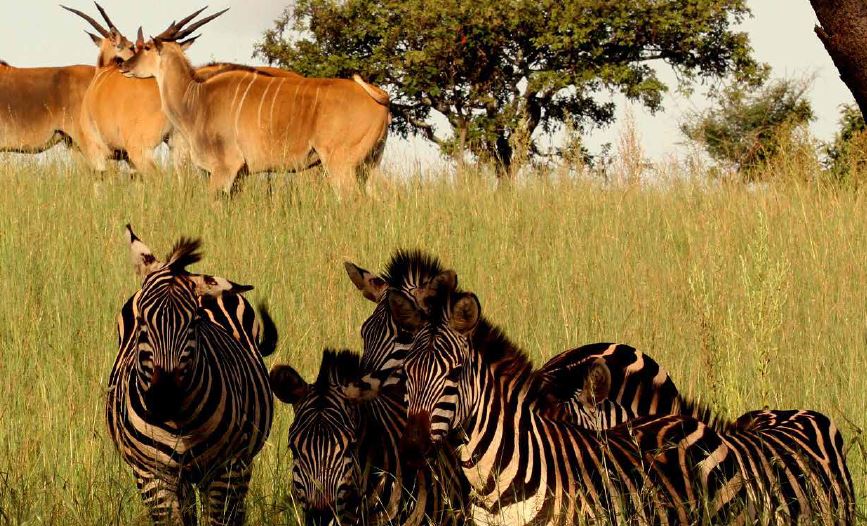 Akagera National Park | Rwanda Wildlife Safaris in Akagera National Park