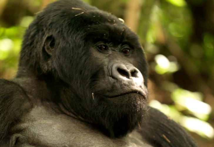 3 Days Gorilla Trekking Rwanda Safari | Tracking Gorillas in Rwanda