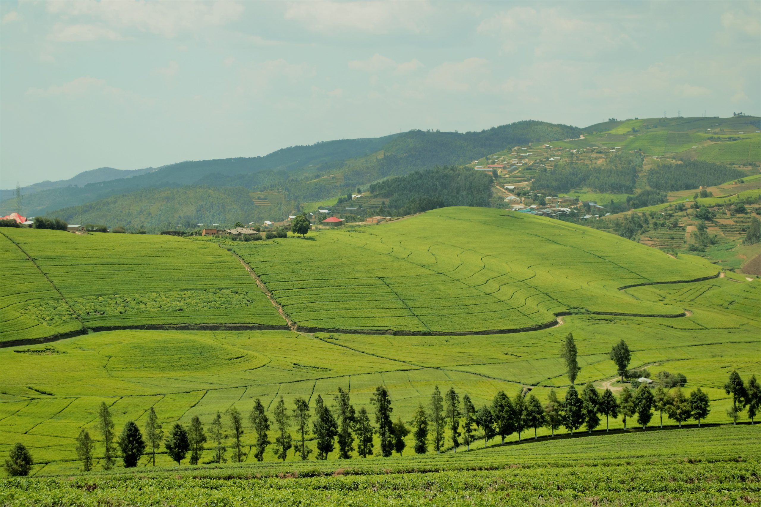 Tea Experience in Rwanda | Heritage Rwanda Safaris.
