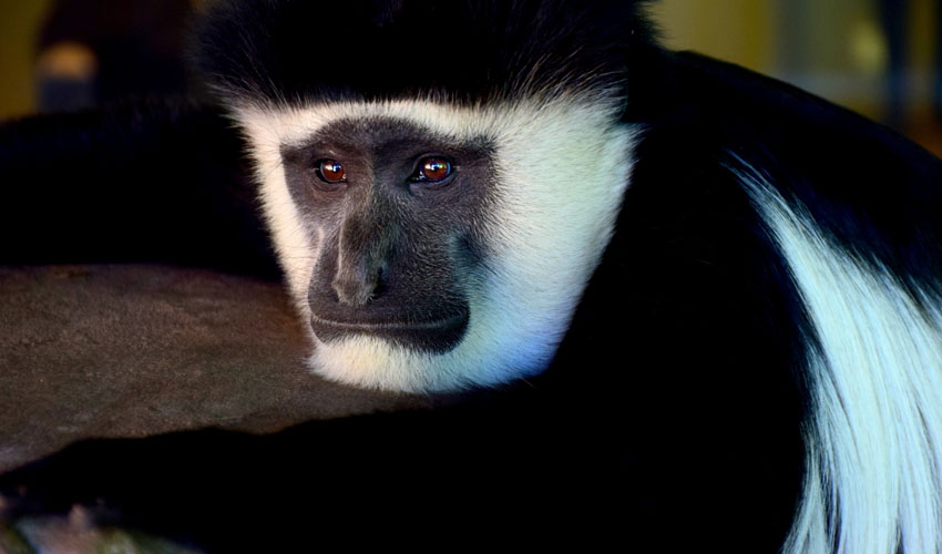 Colobus Monkey Tracking in Nyungwe Forest National Park.
