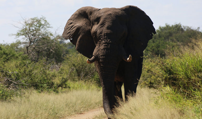 Wildlife Game Drives in Akagera National Park | Heritage Rwanda Safaris.