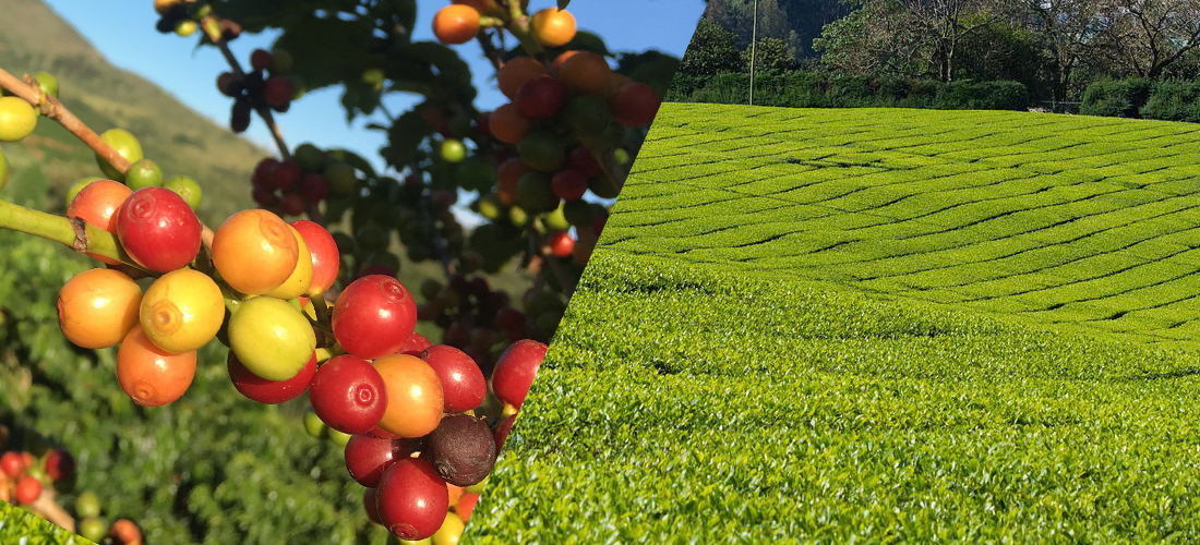 Coffee and Tea Tours in Rwanda | Heritage Rwanda Safaris.