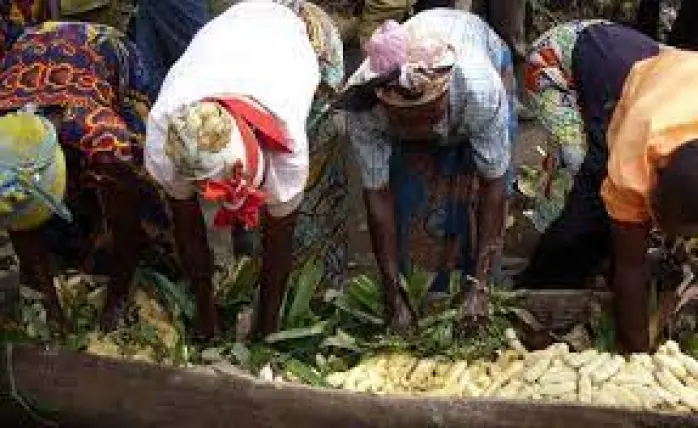 Banana Beer in Rwanda | Heritage Rwanda Safaris.